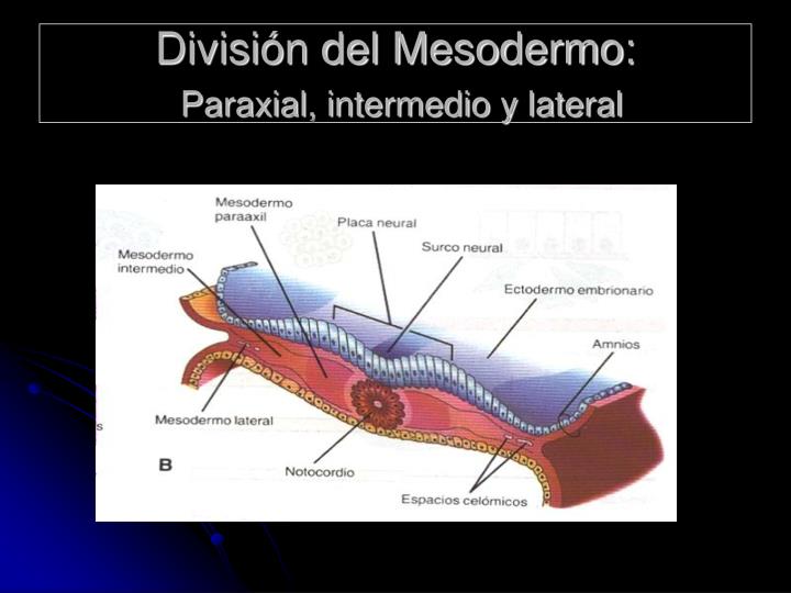 PPT - Cátedra de embriología PowerPoint Presentation - ID:4115782