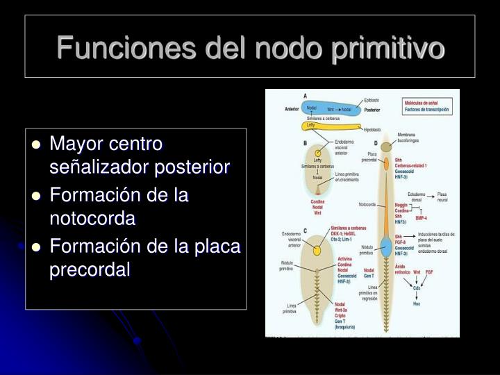 PPT - Cátedra de embriología PowerPoint Presentation - ID:4115782