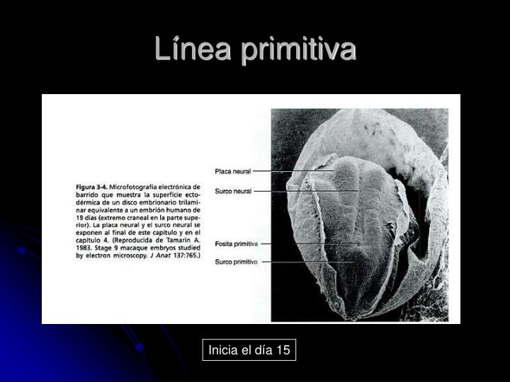 PPT - Cátedra de embriología PowerPoint Presentation - ID:4115782