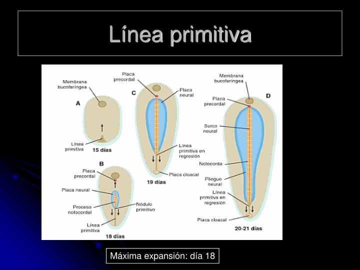 PPT - Cátedra de embriología PowerPoint Presentation - ID:4115782