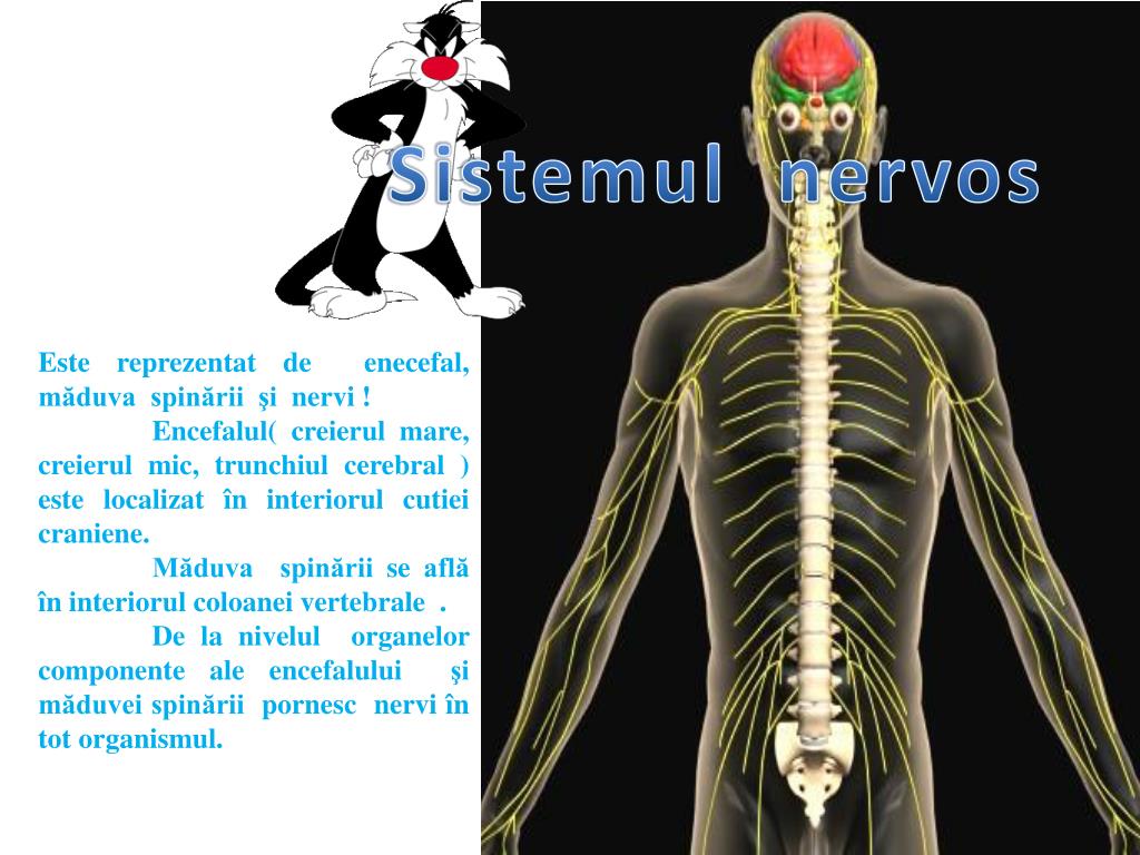 PPT - Organismul uman... o enigmă ? PowerPoint Presentation, free ...