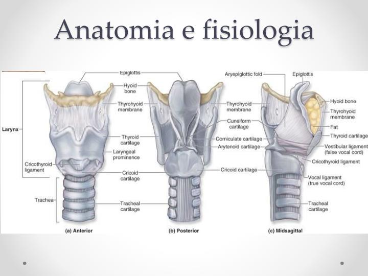 PPT - Estridor PowerPoint Presentation - ID:4116055