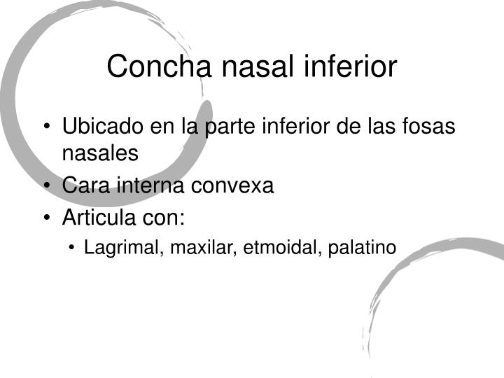 PPT - El Cr á neo PowerPoint Presentation - ID:4116379