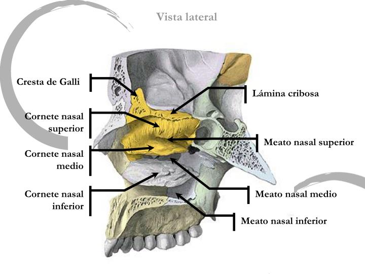 PPT - El Cr á neo PowerPoint Presentation - ID:4116379