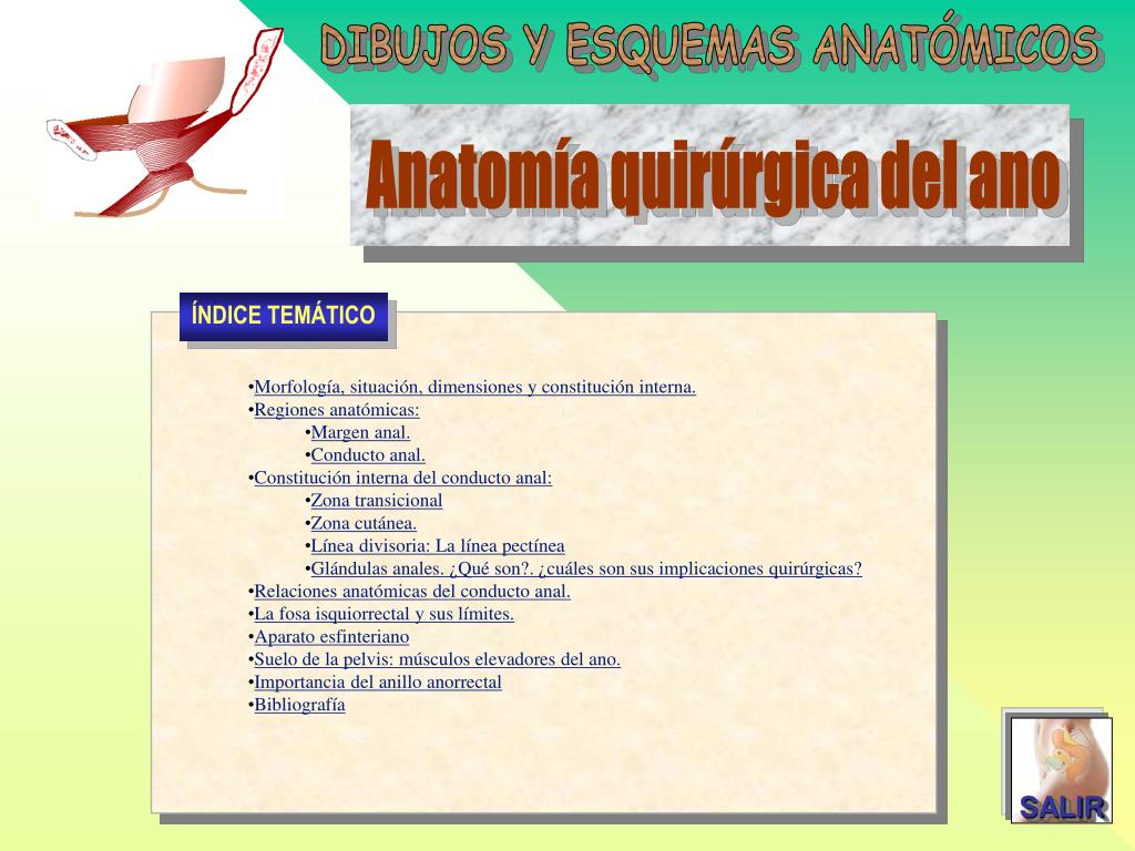 PPT - Morfología, situación, dimensiones y constitución interna ...