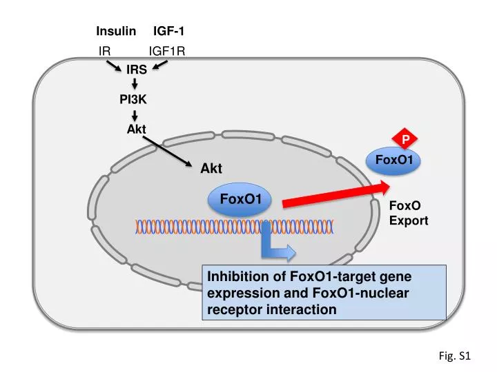 PPT - FoxO1 PowerPoint Presentation - ID:4116712