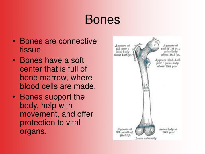 PPT - Broken Bones PowerPoint Presentation - ID:4121003
