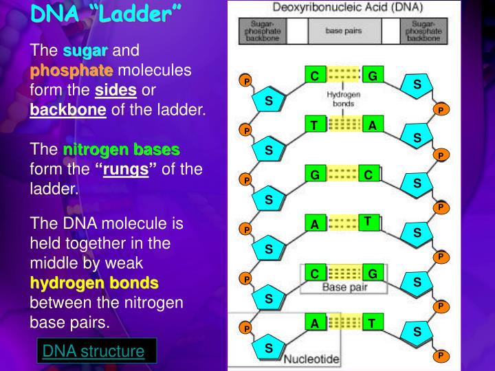 PPT - DNA: Blueprint for Life PowerPoint Presentation - ID:4121653