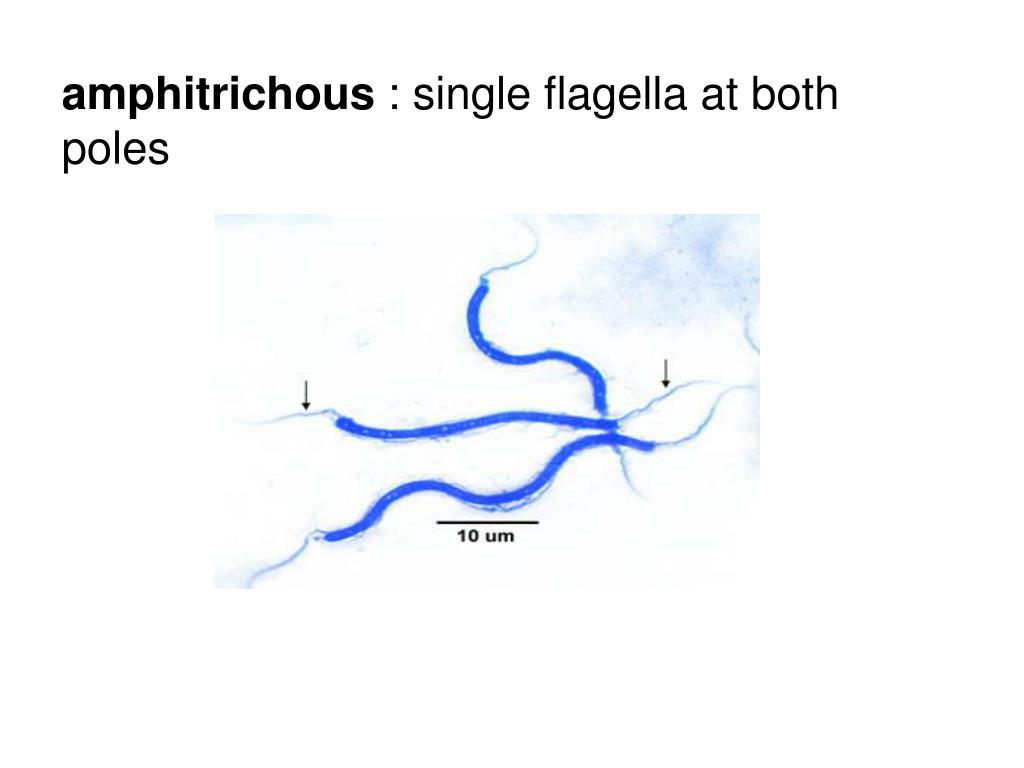 PPT - Bacterial Motility: Understanding Flagella and Agar Techniques ...