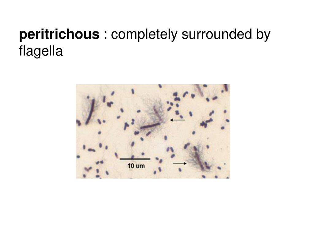 PPT - Bacterial Motility: Understanding Flagella and Agar Techniques ...