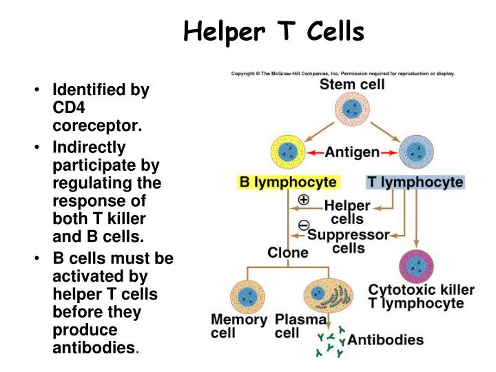 PPT - Hematopoiesis PowerPoint Presentation - ID:4122509