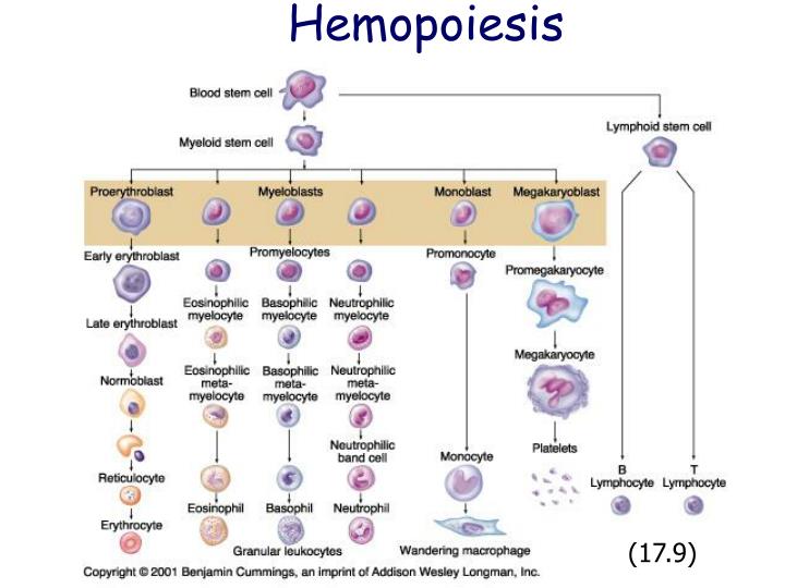 PPT - Hematopoiesis PowerPoint Presentation - ID:4122509