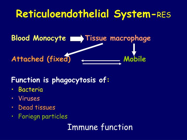 PPT - Hematopoiesis PowerPoint Presentation - ID:4122509