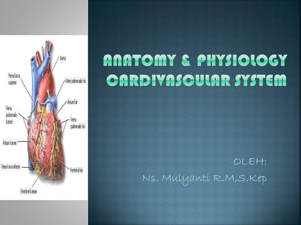 PPT - ANATOMY & PHYSIOLOGY CARDIVASCULAR SYSTEM PowerPoint Presentation ...