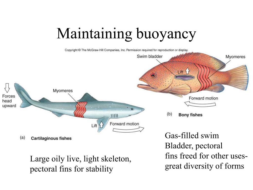 PPT - elasmo-research/education/shark_profiles/hammerhead_faq.htm ...