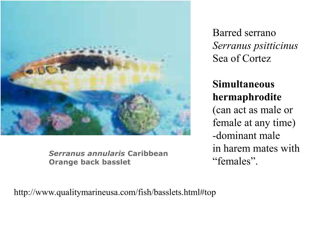 PPT - elasmo-research/education/shark_profiles/hammerhead_faq.htm ...