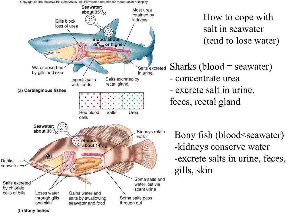 PPT - elasmo-research/education/shark_profiles/hammerhead_faq.htm ...
