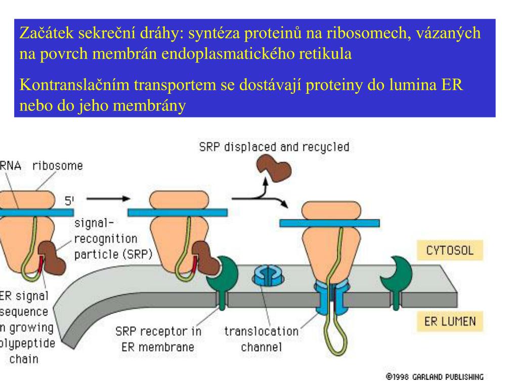 PPT - Sekreční dráha a endocytóza (vesikulární transport) PowerPoint ...