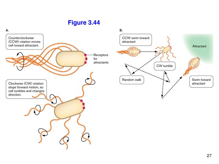 PPT - The Nucleoid PowerPoint Presentation - ID:4127984
