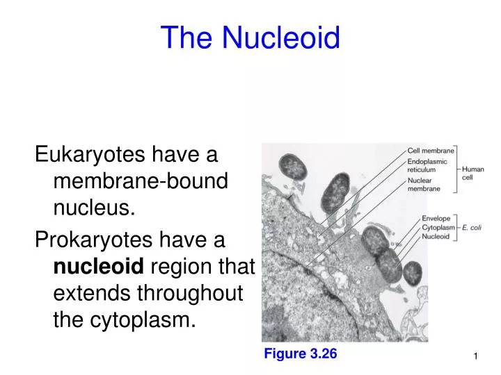 PPT - The Nucleoid PowerPoint Presentation, free download - ID:4127984