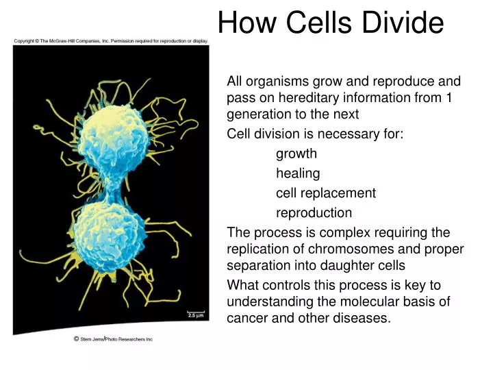 PPT - How Cells Divide PowerPoint Presentation, free download - ID:4127994