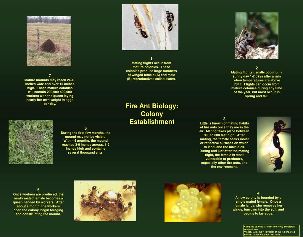 PPT - Fire Ant Biology: Colony Establishment PowerPoint Presentation ...