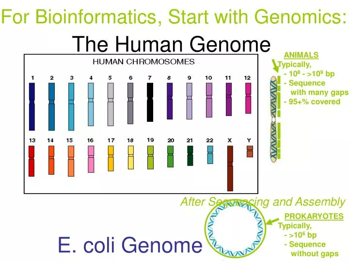 PPT - E. coli Genome PowerPoint Presentation, free download - ID:4128767