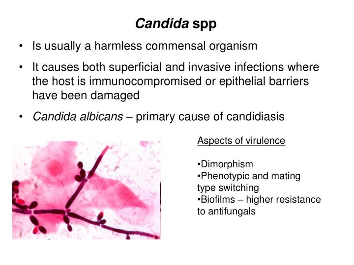 PPT - Medical Mycology PowerPoint Presentation - ID:4130056