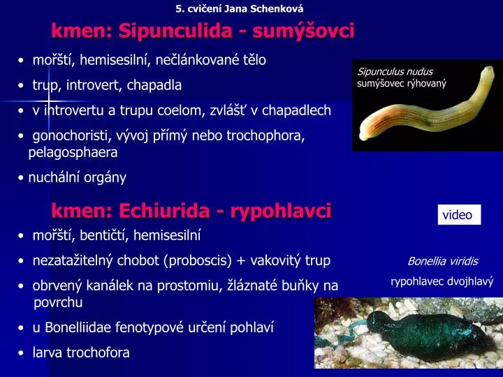 PPT - kmen: Sipunculida - sumýšovci PowerPoint Presentation, free ...