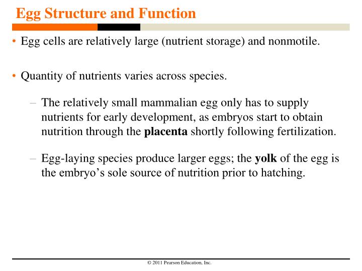 PPT - Sperm Structure and Function PowerPoint Presentation - ID:4130804