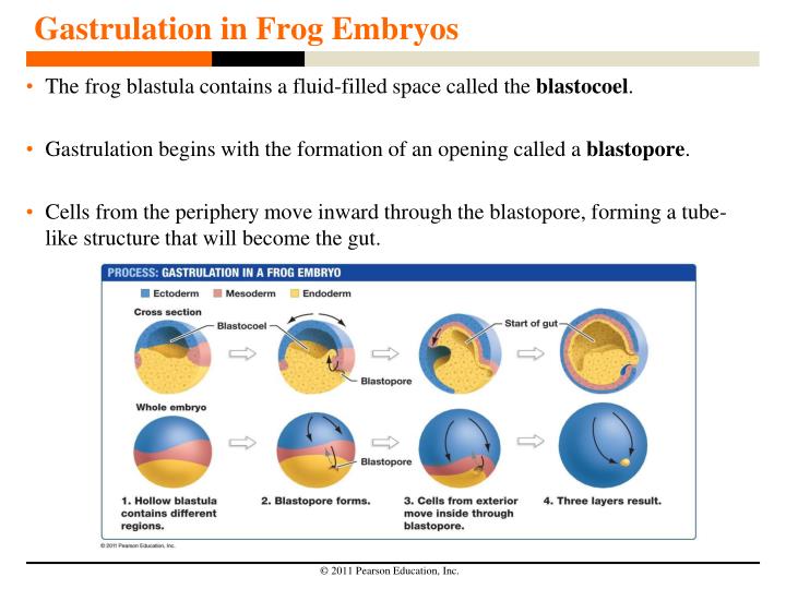 PPT - Sperm Structure and Function PowerPoint Presentation - ID:4130804