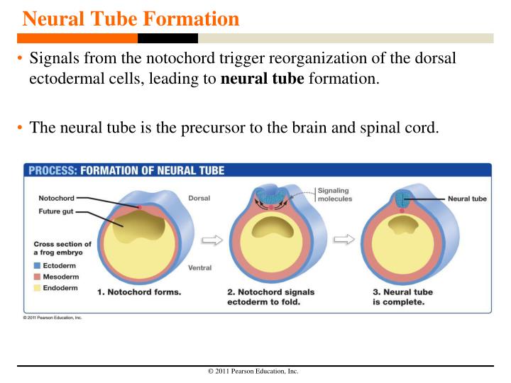 PPT - Sperm Structure and Function PowerPoint Presentation - ID:4130804
