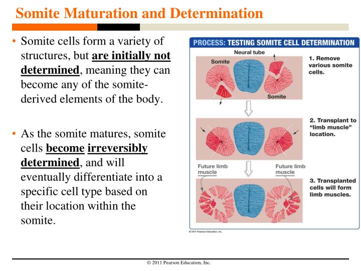 PPT - Sperm Structure and Function PowerPoint Presentation - ID:4130804