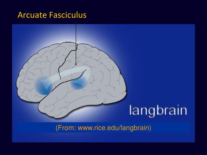 PPT - Introduction to Neurons PowerPoint Presentation - ID:4132320