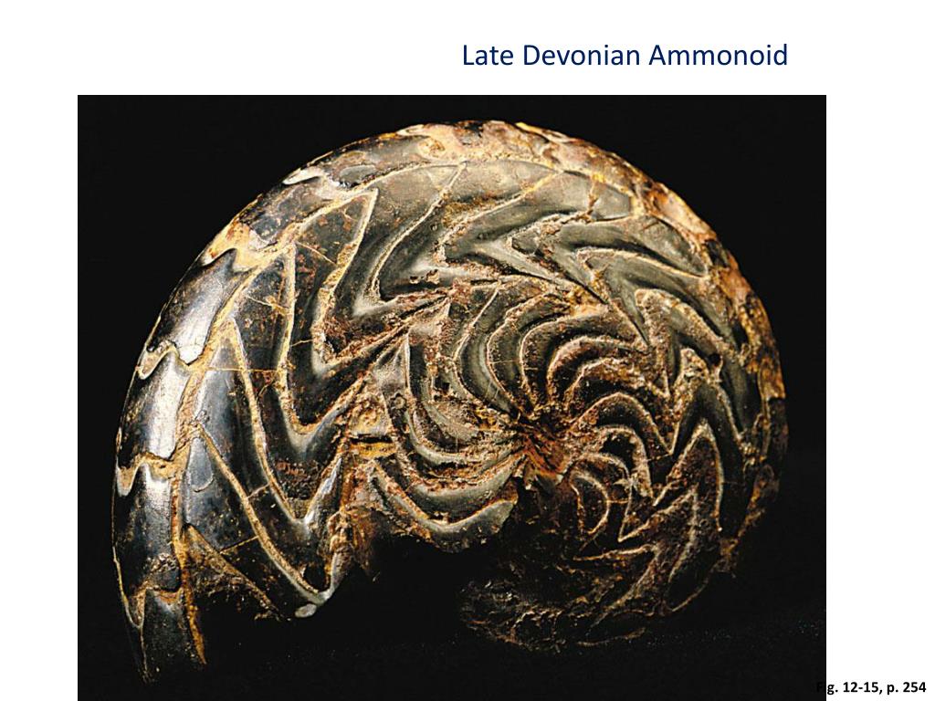 PPT - Paleozoic Life Ch 12 & 13 This artistic diorama models the living ...