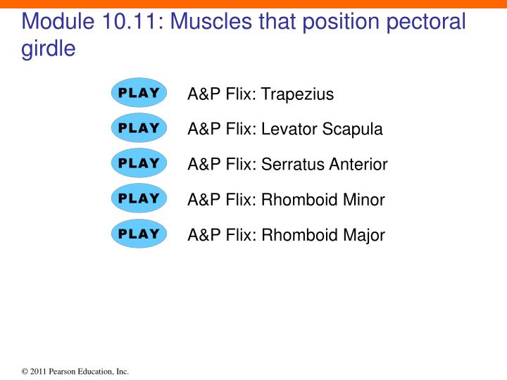 PPT - 10 The Muscular System PowerPoint Presentation - ID:4132880