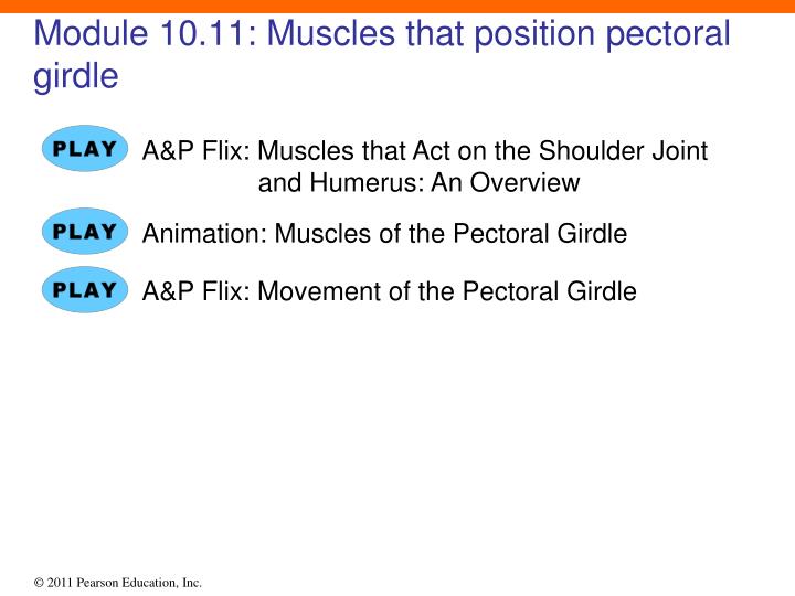 PPT - 10 The Muscular System PowerPoint Presentation - ID:4132880