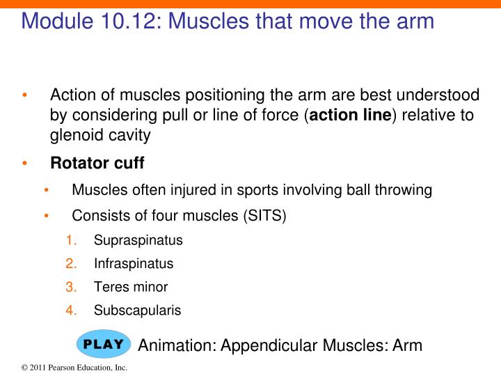 PPT - 10 The Muscular System PowerPoint Presentation - ID:4132880