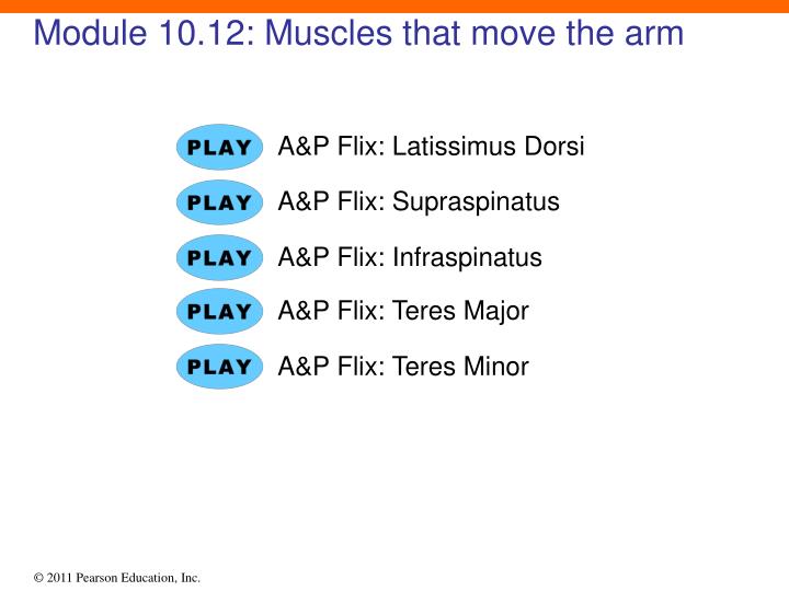 PPT - 10 The Muscular System PowerPoint Presentation - ID:4132880