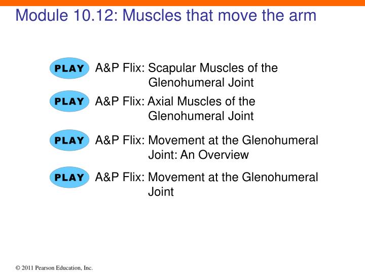 PPT - 10 The Muscular System PowerPoint Presentation - ID:4132880
