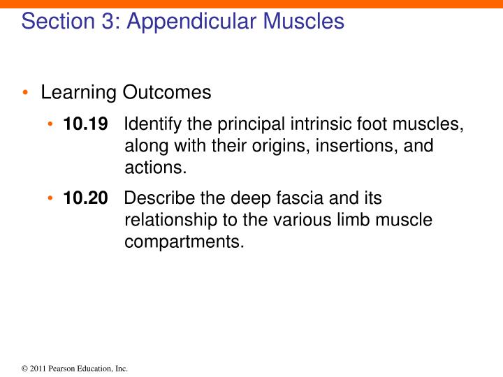 PPT - 10 The Muscular System PowerPoint Presentation - ID:4132880