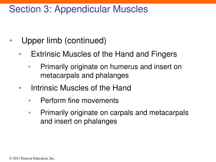 PPT - 10 The Muscular System PowerPoint Presentation - ID:4132880