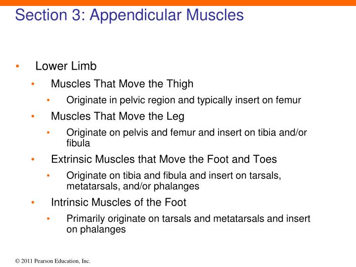PPT - 10 The Muscular System PowerPoint Presentation - ID:4132880