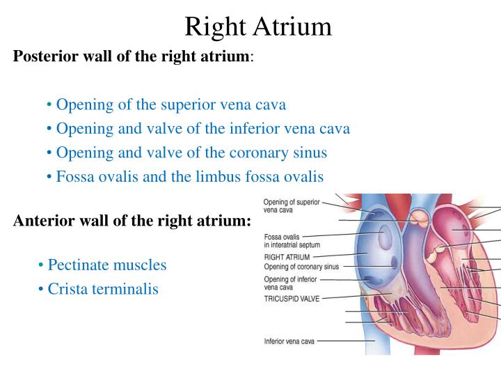 PPT - Internal features of Heart PowerPoint Presentation - ID:4133006