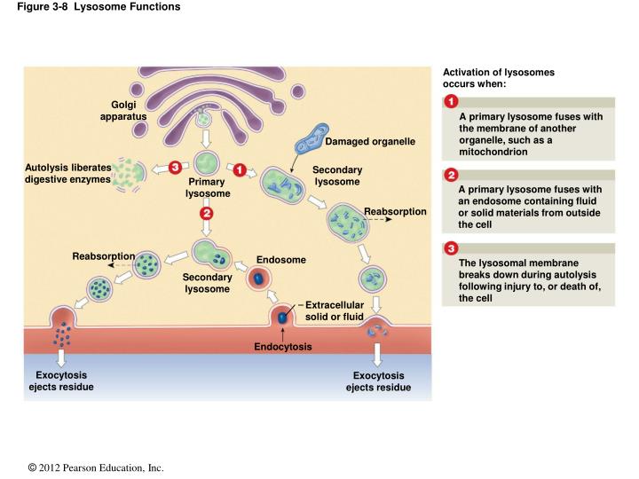 PPT - 3 The Cellular Level of Organization PowerPoint Presentation - ID ...