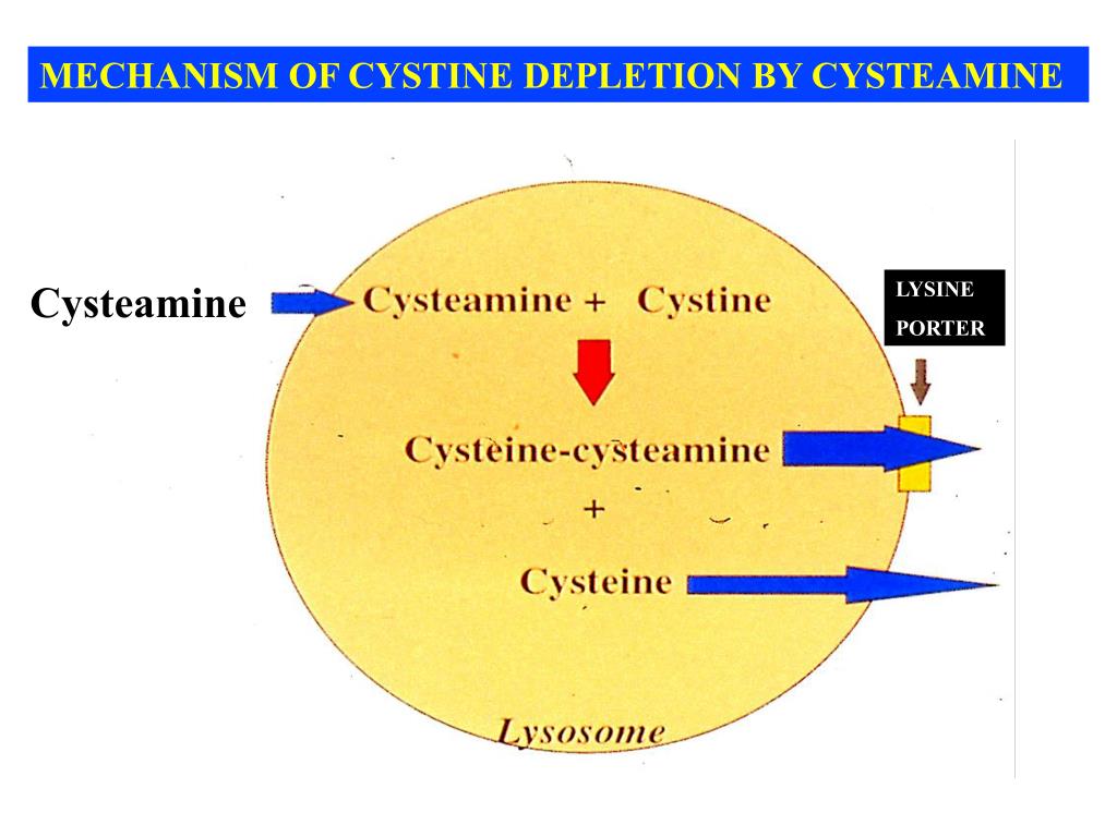 PPT - Therapies for Two Rare Diseases PowerPoint Presentation, free ...