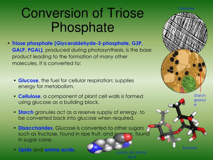 PPT - Photosynthesis PowerPoint Presentation - ID:4134604