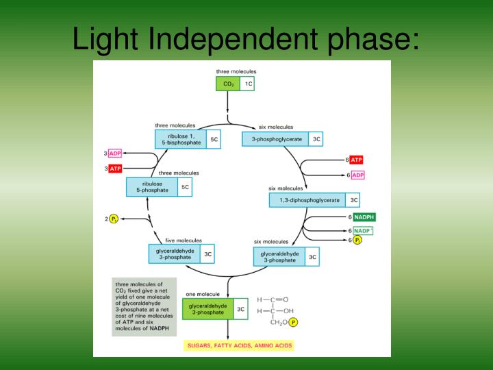 PPT - Photosynthesis PowerPoint Presentation - ID:4134604