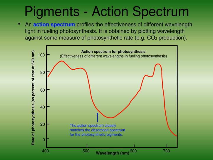 PPT - Photosynthesis PowerPoint Presentation - ID:4134604
