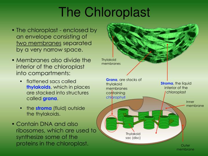 PPT - Photosynthesis PowerPoint Presentation - ID:4134604